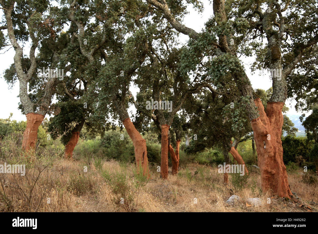 Italy, Sardinia, Gallura, Tempio, cork oaks, Quercus suber, Europe ...