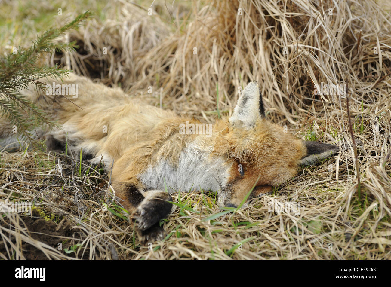 Red fox, lie deadly, forest floor, died, lifelessly, hunt, fox, wild ...
