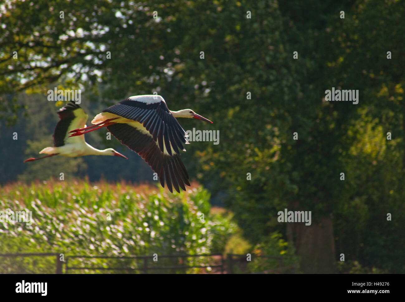 Flying white storks hi-res stock photography and images - Alamy