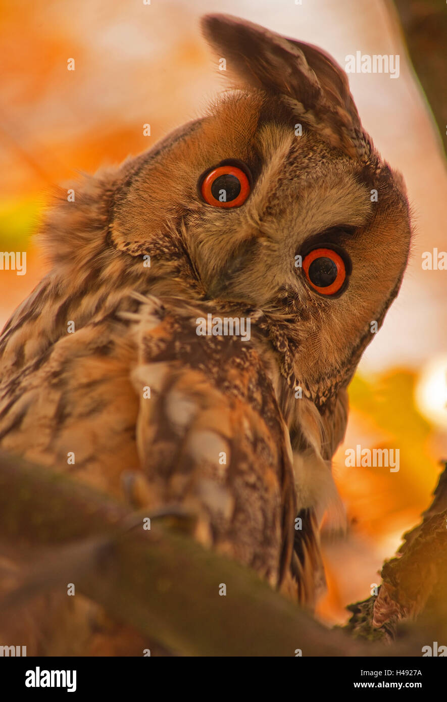 Long-eared owl, portrait Stock Photo - Alamy