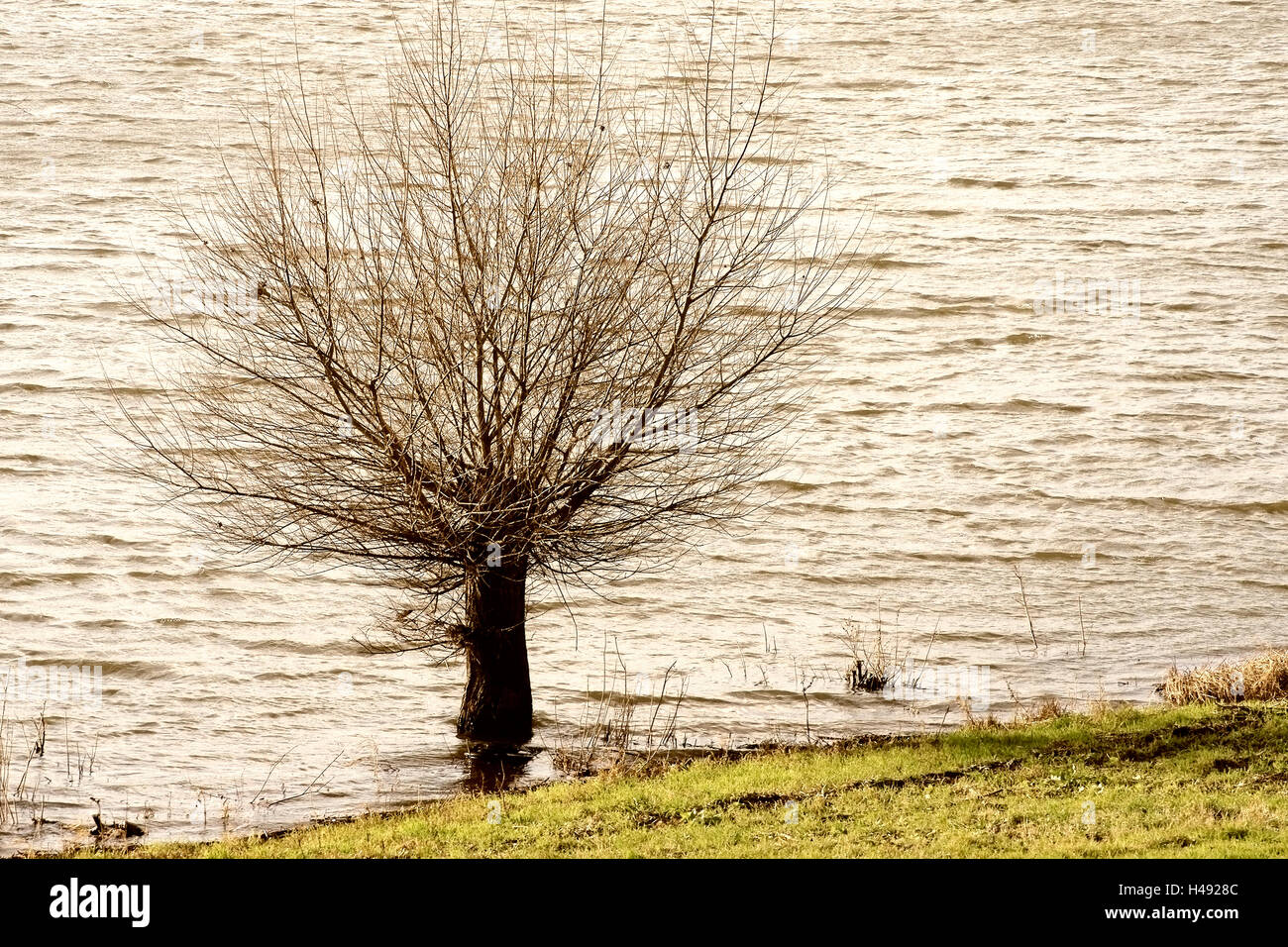Pruned willow tree hi-res stock photography and images - Alamy