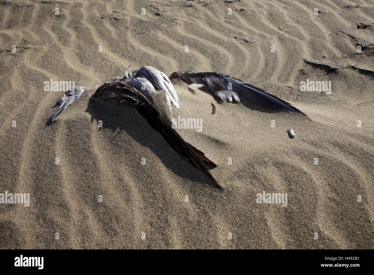 Sandy beach, bird, dead Stock Photo - Alamy