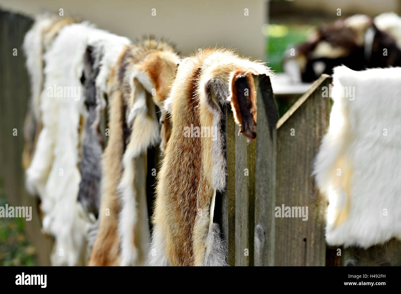 Fox and goat hi-res stock photography and images - Alamy