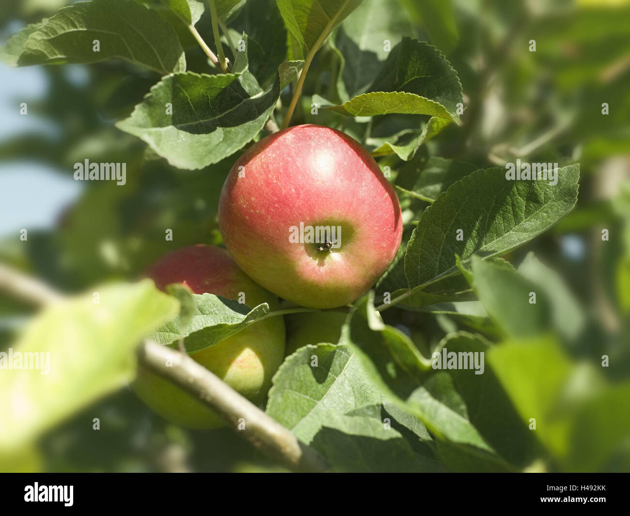 Apple-tree, apple, ripe, medium close-up, summer apple, tree, fruit ...