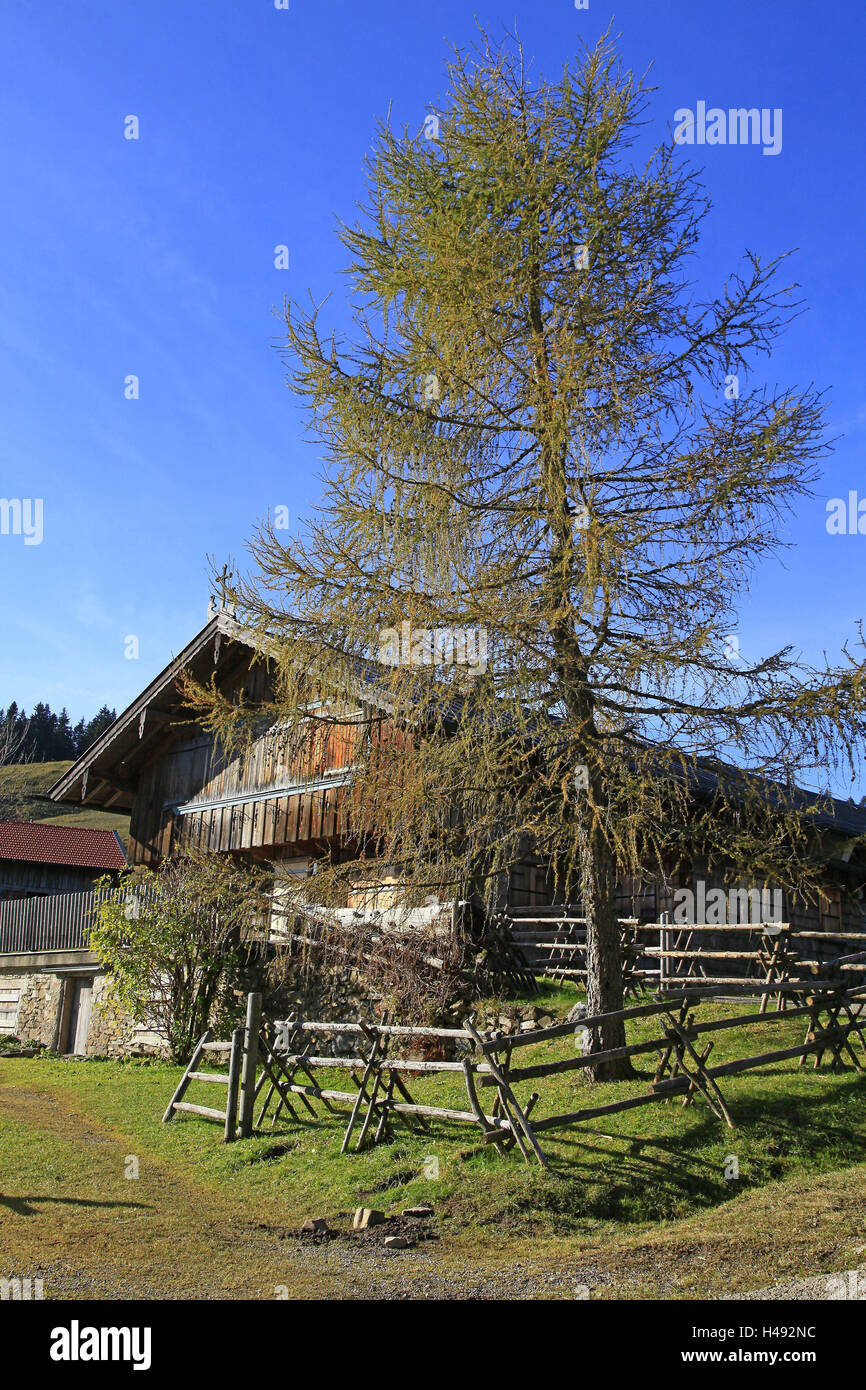 Germany, Bavaria, Upper Bavaria, region Schliersee, Gindelalm, alp ...
