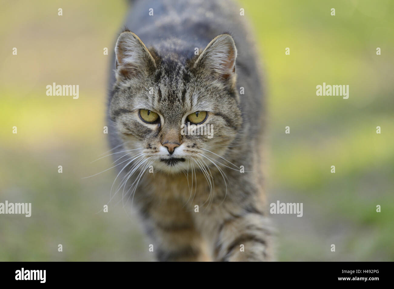 Half portrait cat hi-res stock photography and images - Alamy