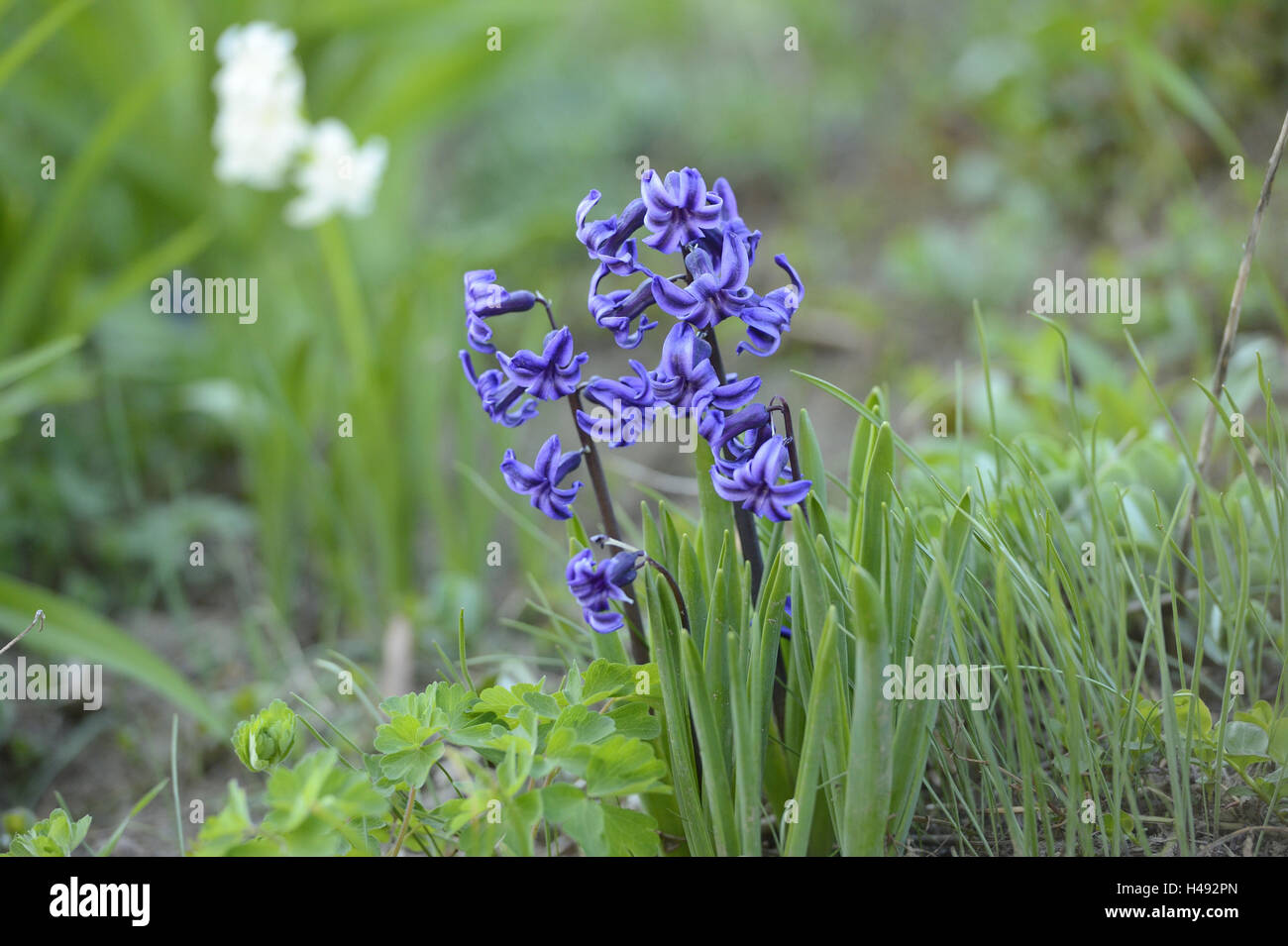 Garden hyacinth, Hyacinthus orientalis Stock Photo - Alamy