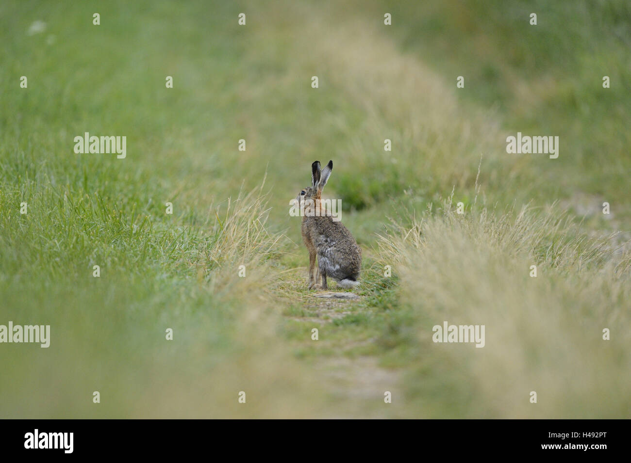 Country hare hi-res stock photography and images - Alamy