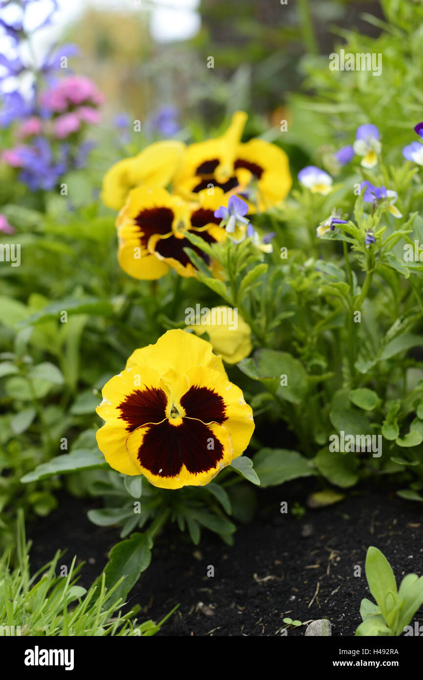 Yellow pansy plants hi-res stock photography and images - Alamy
