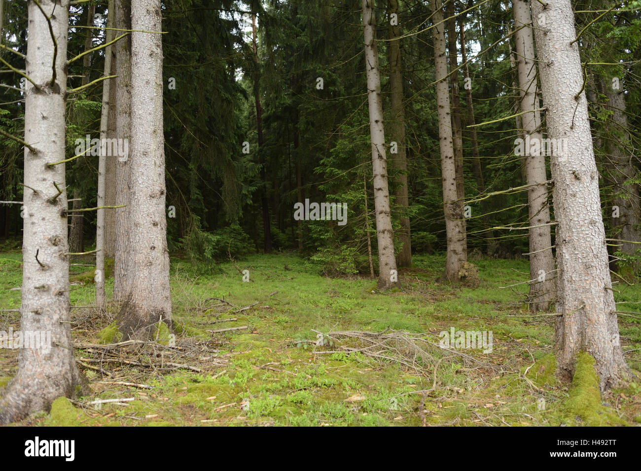 Wood, scenery, spruces, Picea abies Stock Photo - Alamy