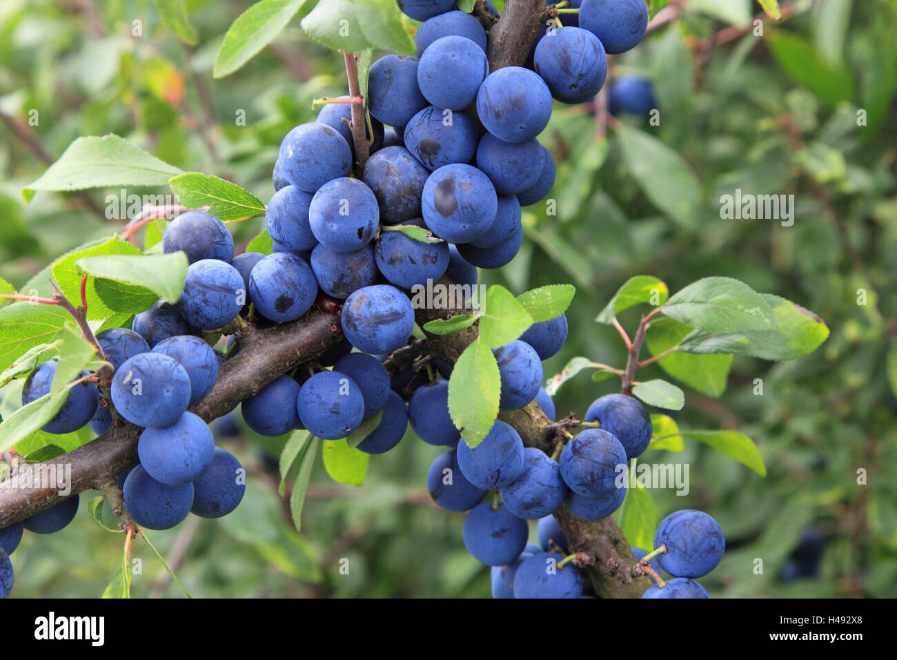 Sloes, ripe, landscape format, fruits, berries, plant, medium close-up ...