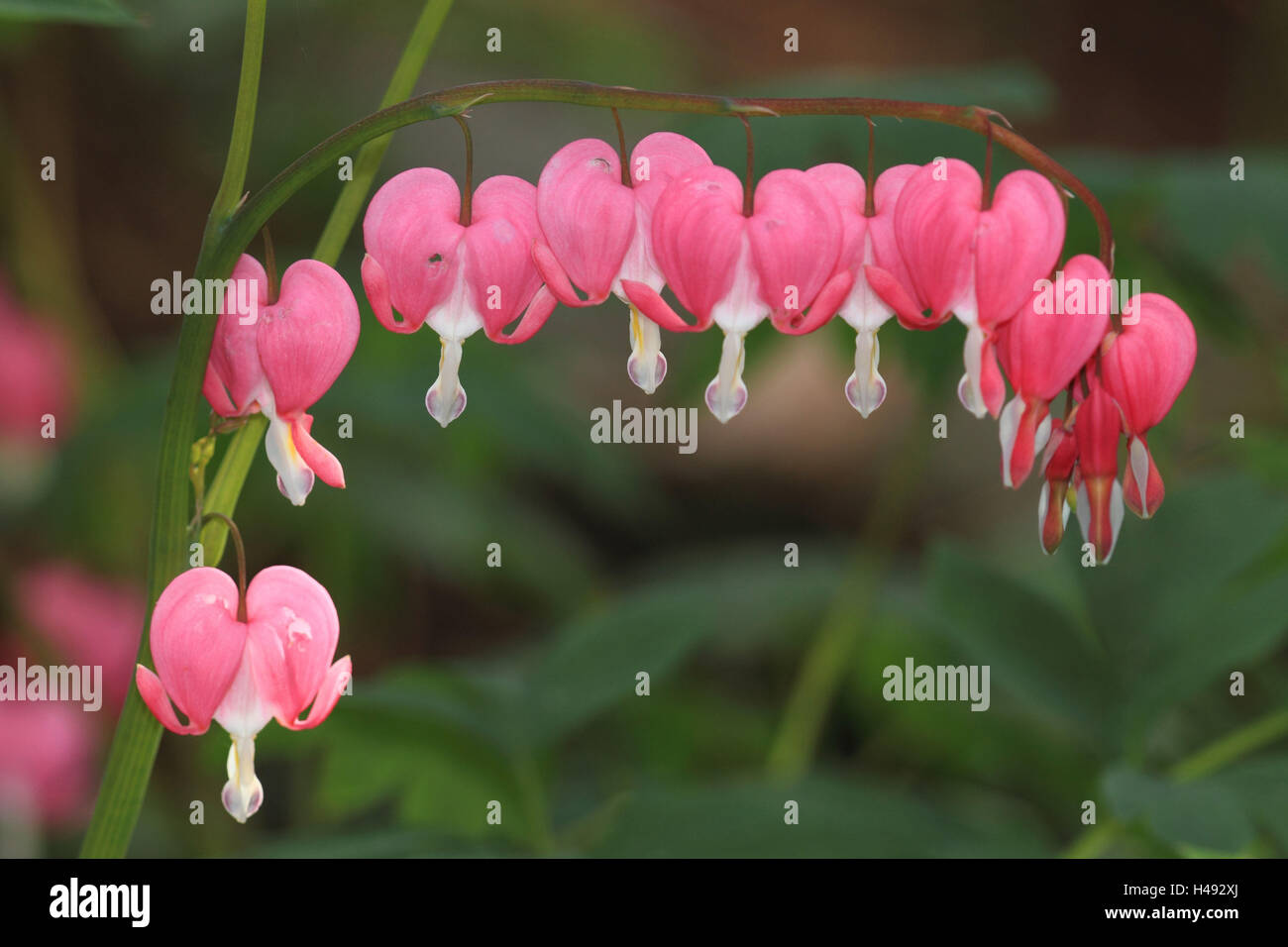 Watering Heart High Resolution Stock Photography and Images - Alamy
