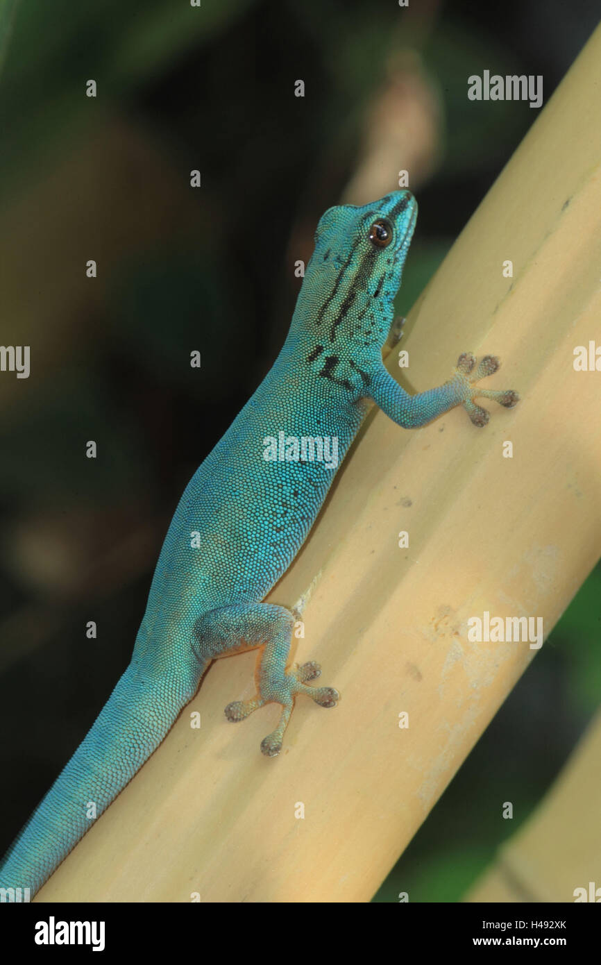 Blue cape gecko Stock Photo - Alamy