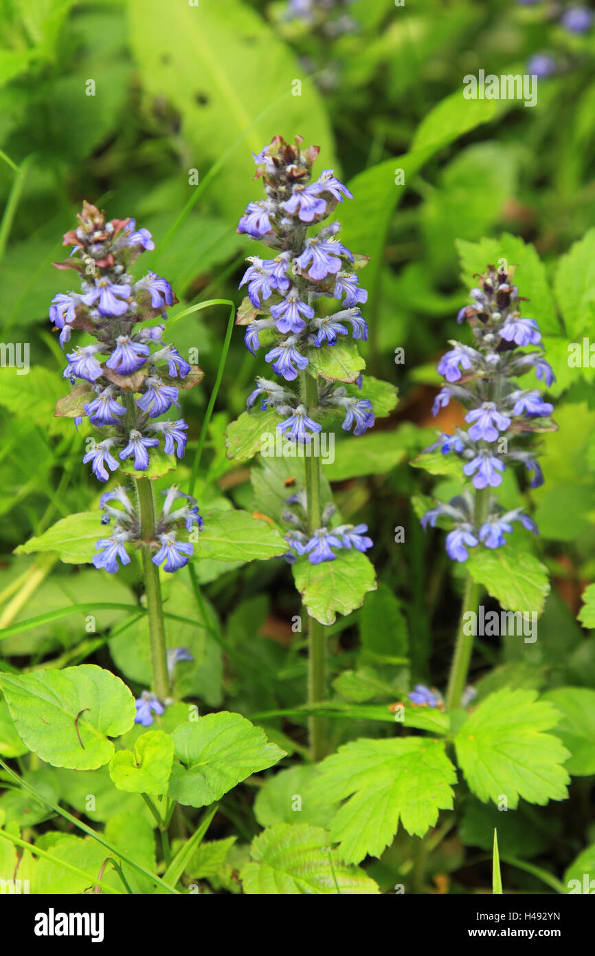 Gundermann hi-res stock photography and images - Alamy