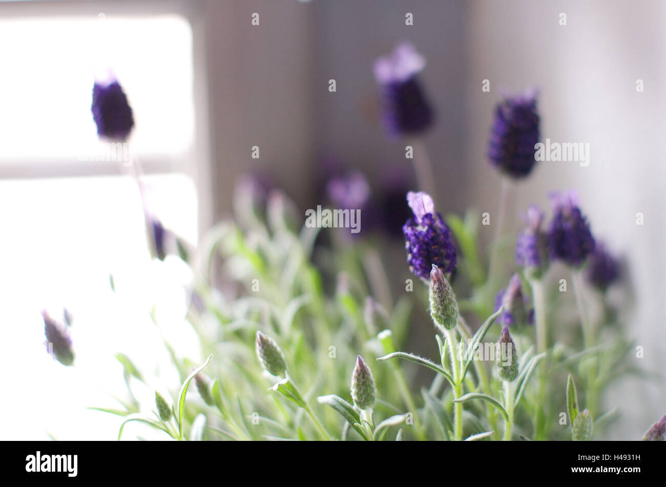 France herbs window hi-res stock photography and images - Alamy