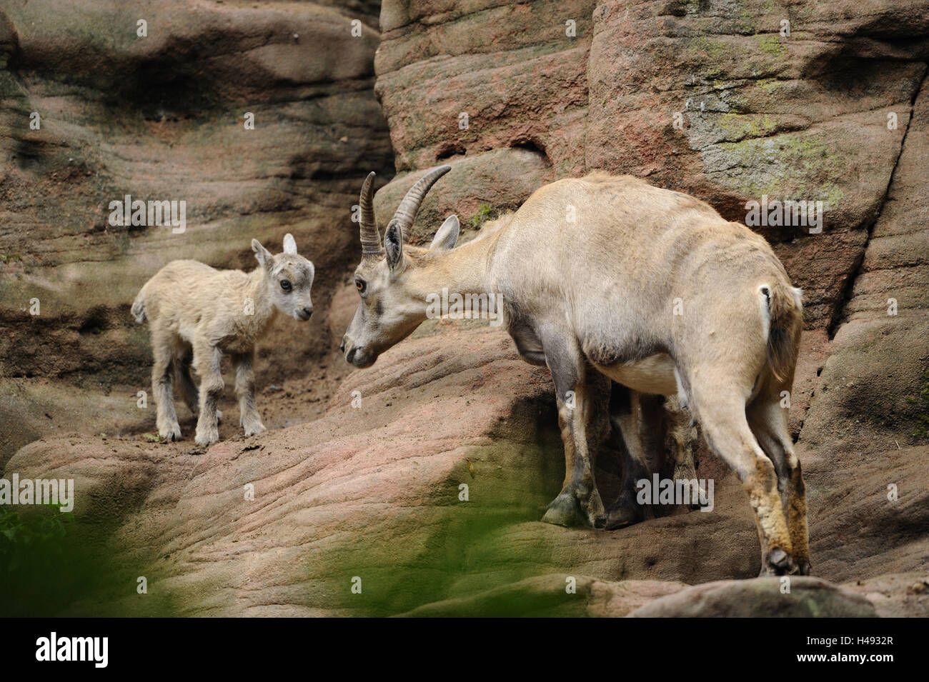 Alp ibexes, Capra ibex, nanny-goat, kid Stock Photo - Alamy
