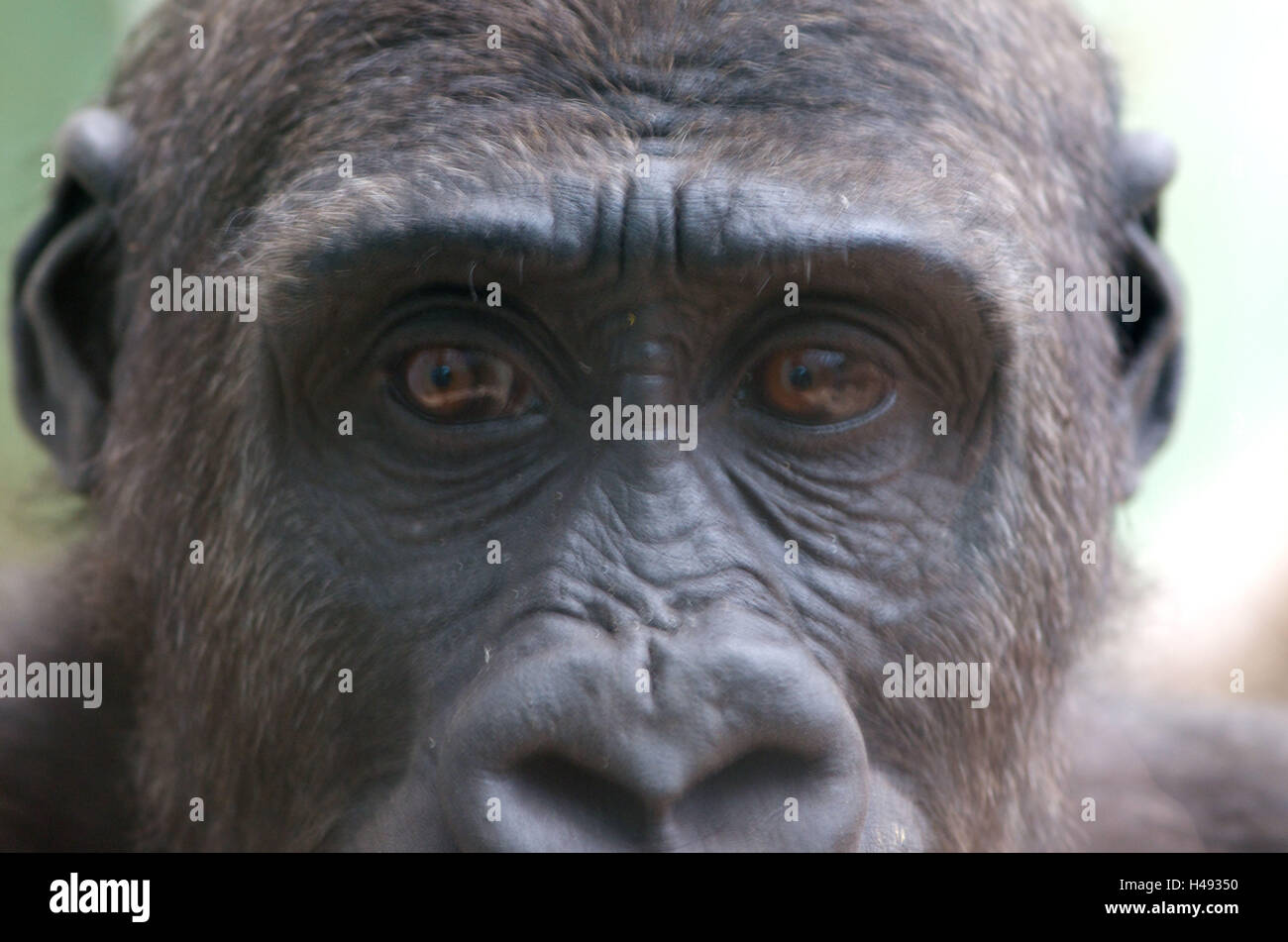 Gorilla Face Up Close Stock Photos & Gorilla Face Up Close Stock Images ...