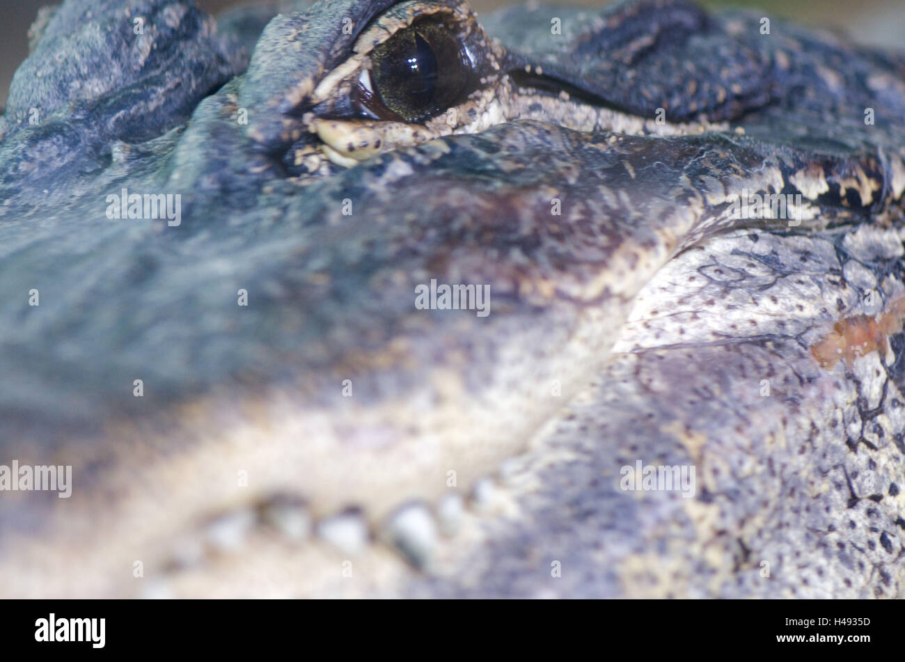 Pointed crocodile hi-res stock photography and images - Alamy