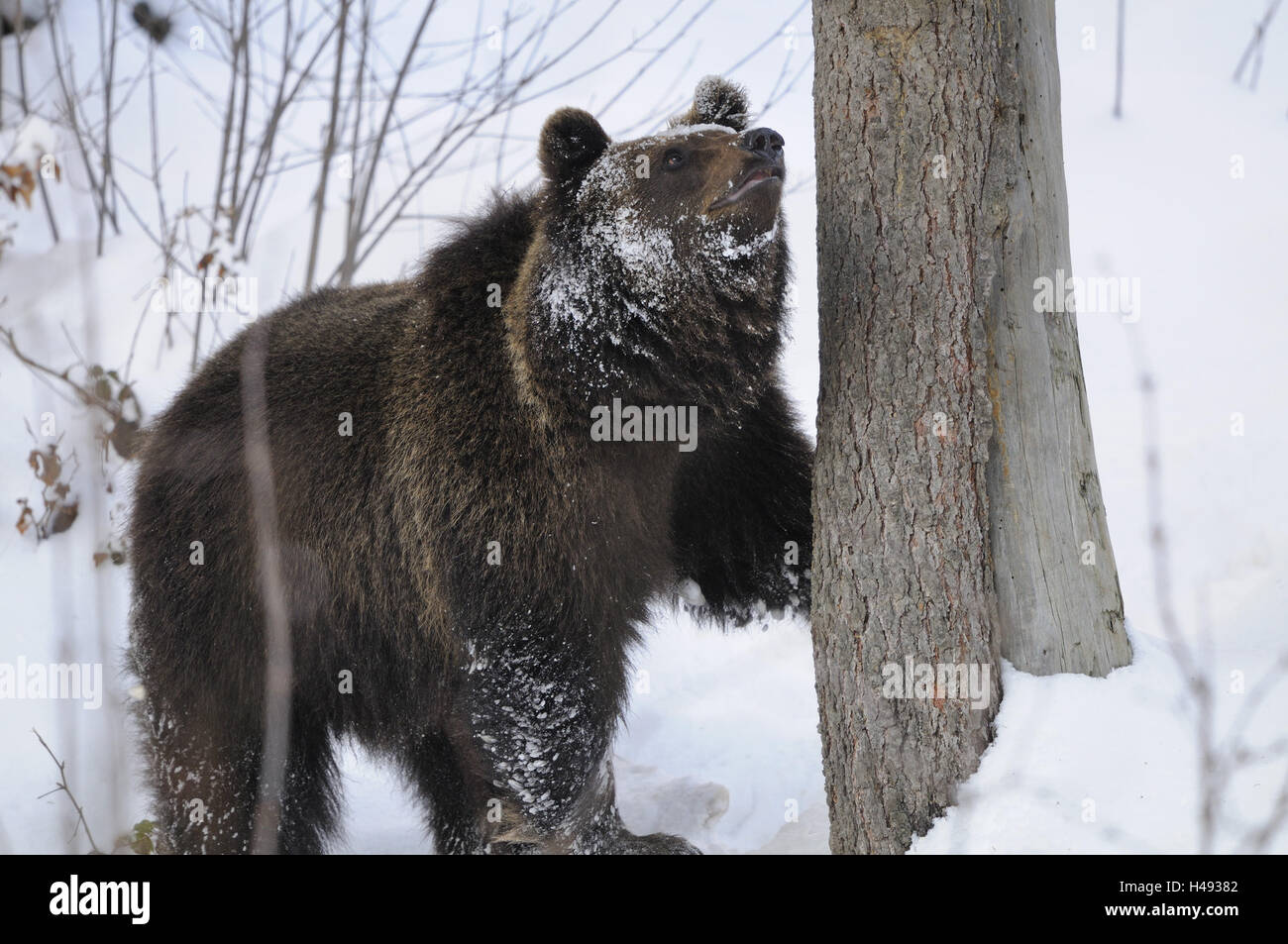 Brown bear, trunk, view on top, winters, national park, snow, Jung's ...