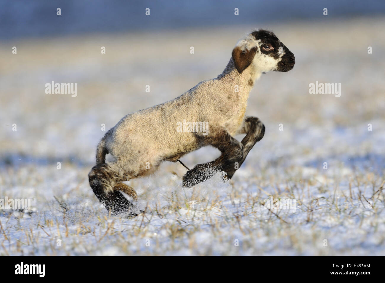 Baby lamb jump hi-res stock photography and images - Alamy