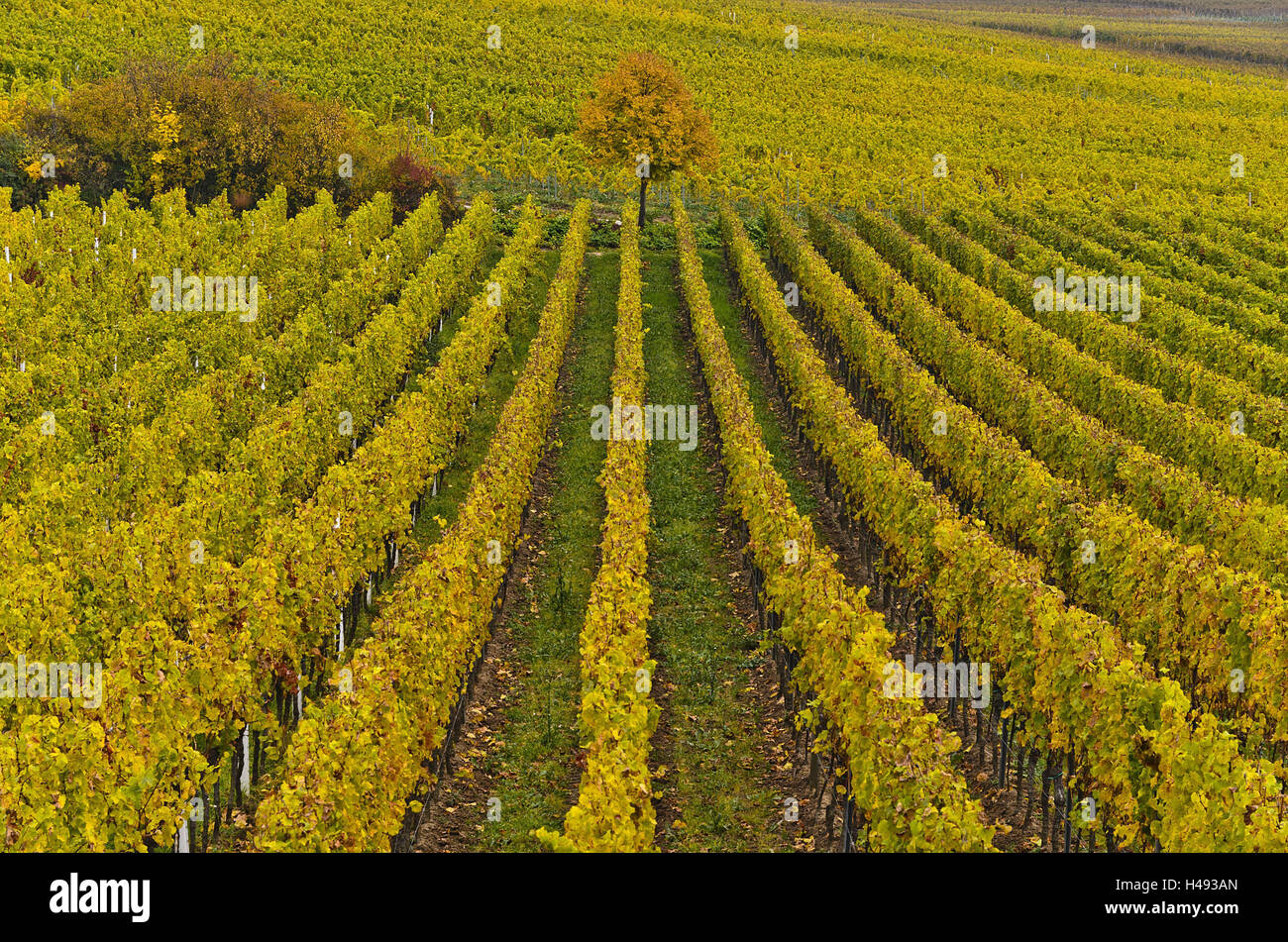 Germany, Rhineland-Palatinate, Palatinate, German Wine Road, vineyards ...