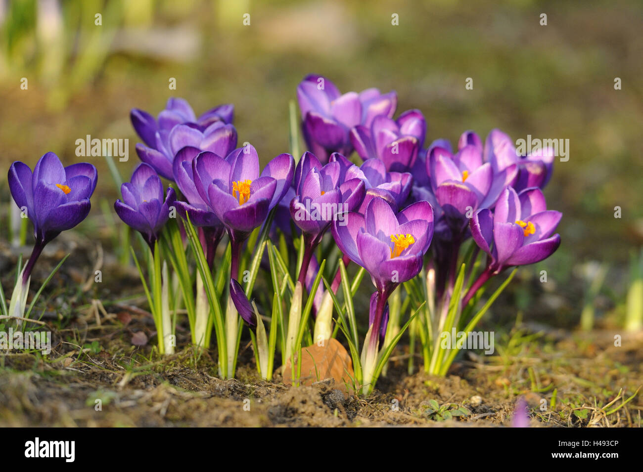 Crocuses, mauve, blossom, crocus, iris plant, asparagus-like, Crocus ...