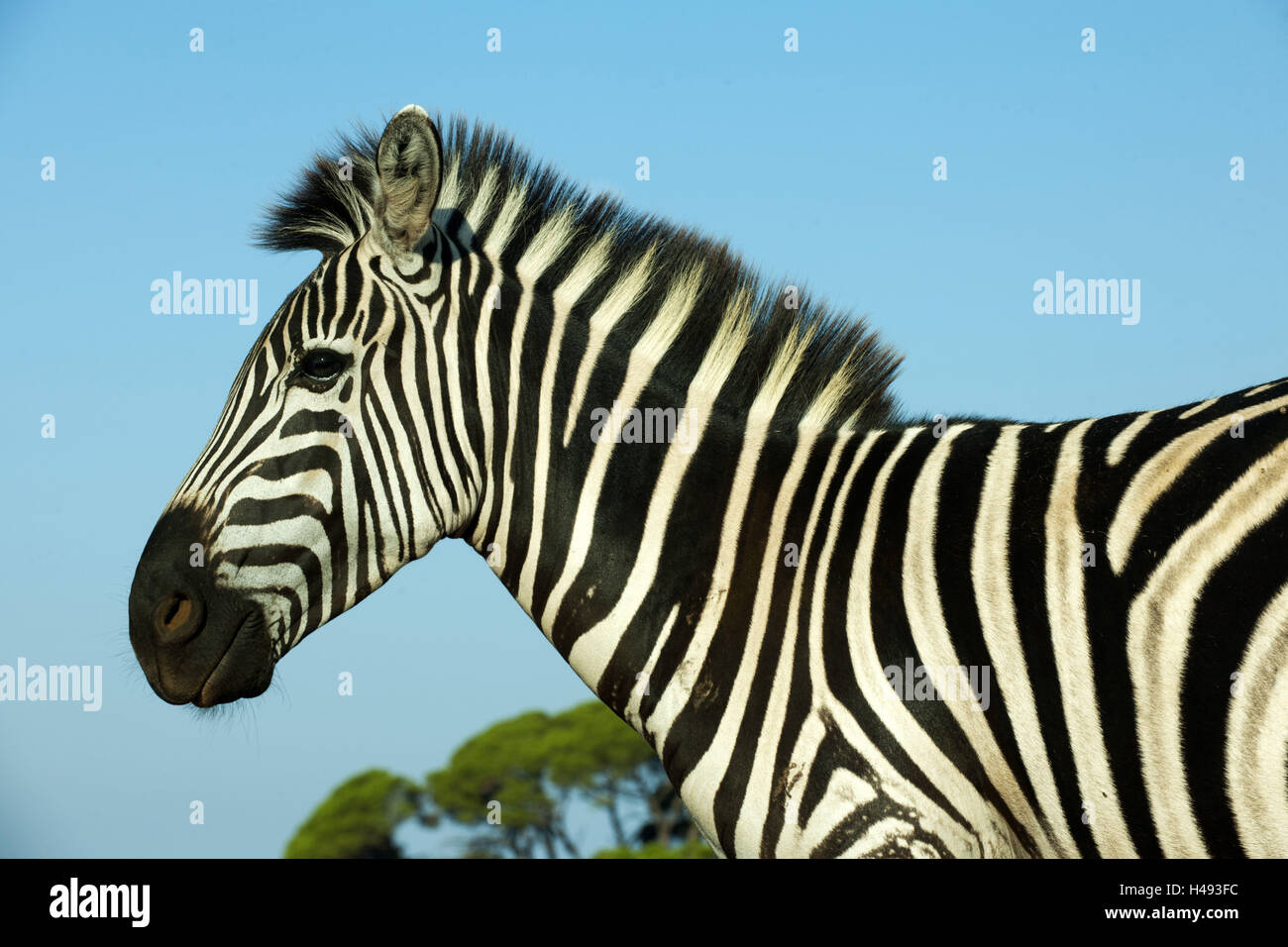 Zebra in the animal enclosure, Croatia, Istria, island Veli Brijuni in ...