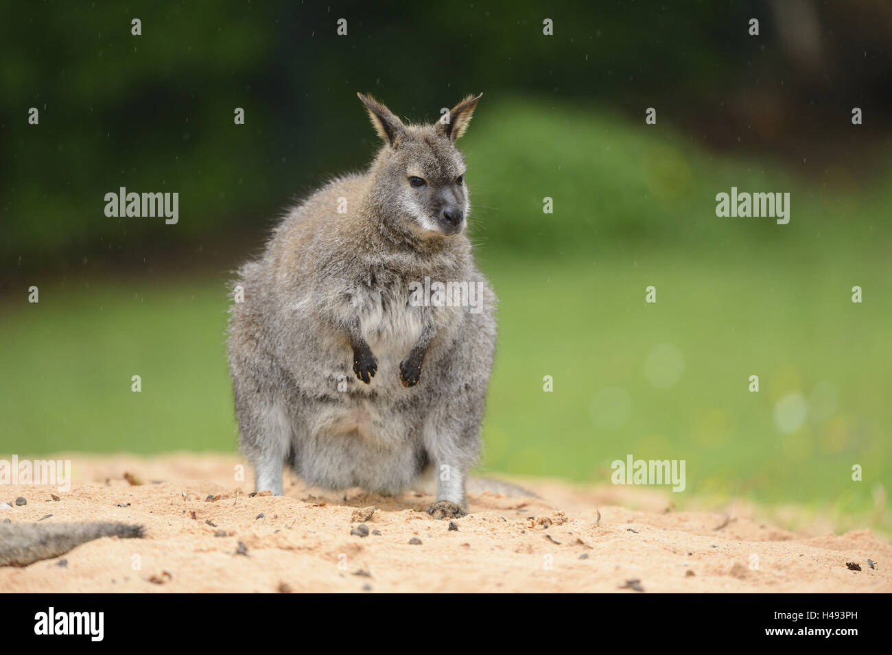 Red-necked wallaby, Macropus rufogriseus rufogriseus, looking at camera ...