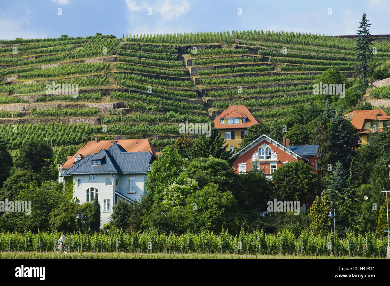 Vineyards, Radebeul, Saxony, Germany Stock Photo - Alamy