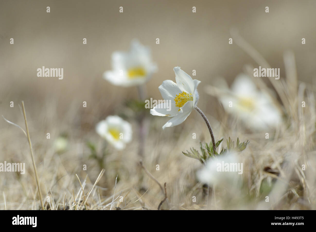 Alpine pasqueflower, Pulsatilla alpina, alpine anemone, blossom Stock ...