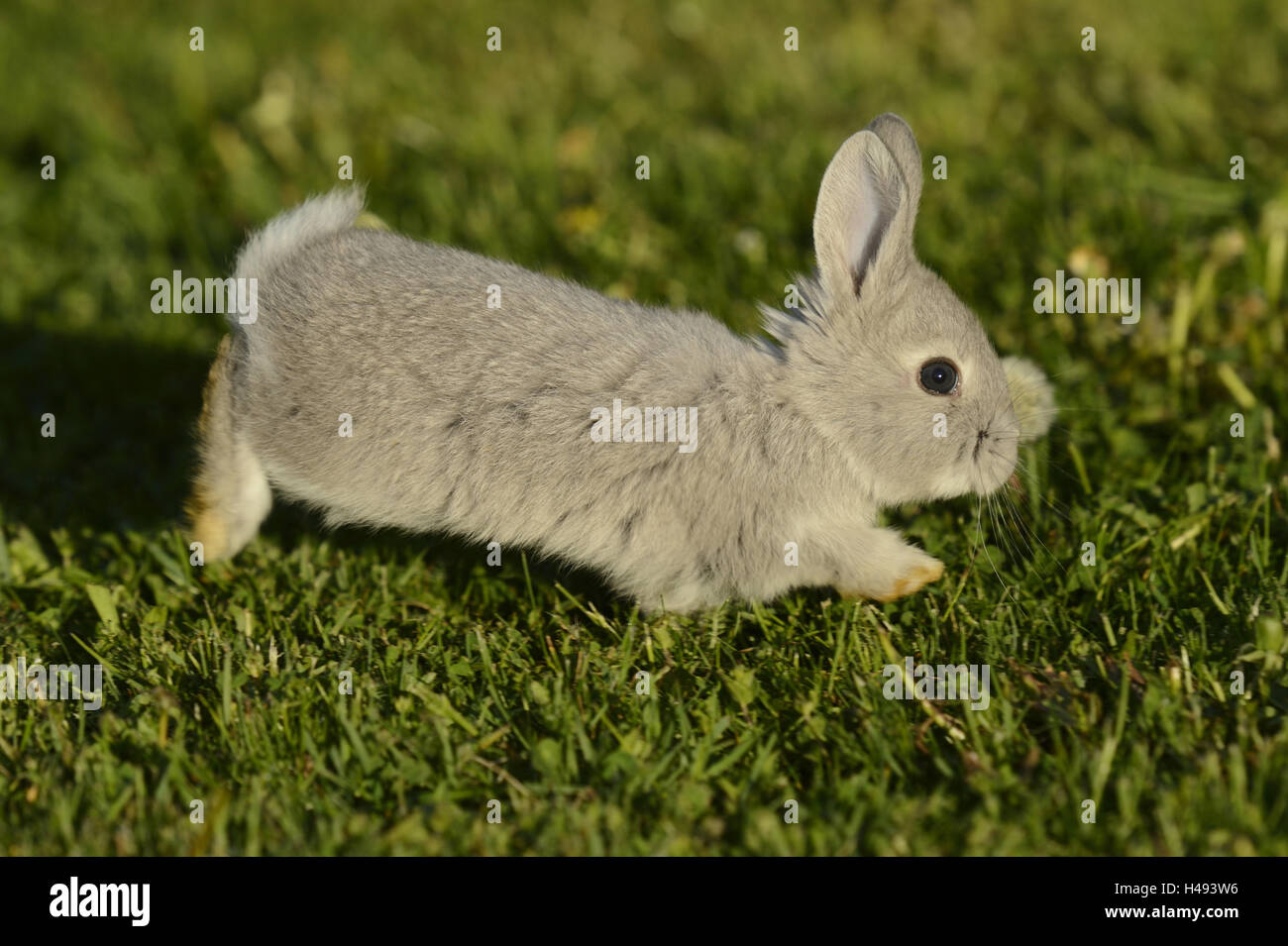 Domestic rabbit, Oryctolagus cuniculus forma domestica, young animal ...