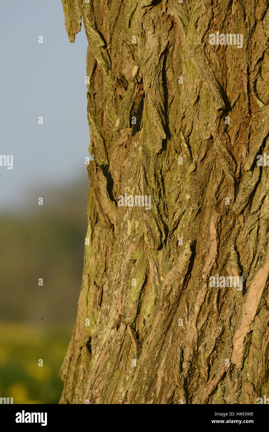 Rupture pasture, Salix fragilis, crack pasture, cortex Stock Photo - Alamy