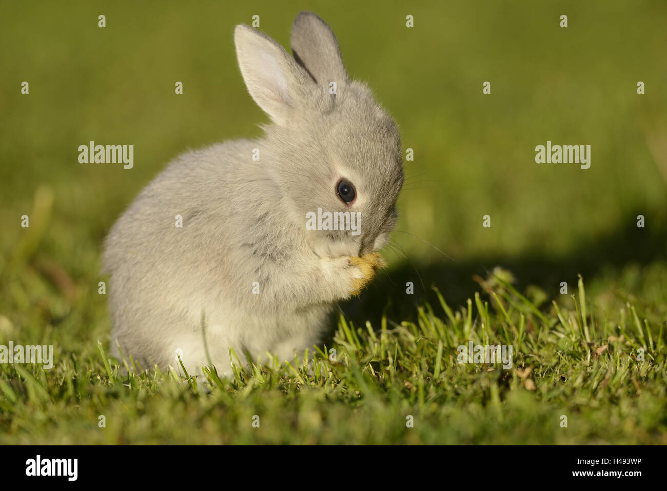 Domestic rabbit, Oryctolagus cuniculus forma domestica, young animal ...