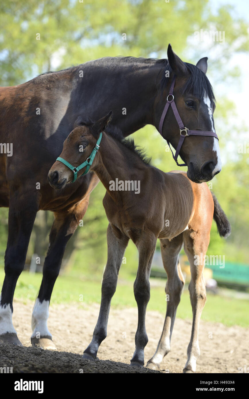 Horse standing side view hi-res stock photography and images - Alamy