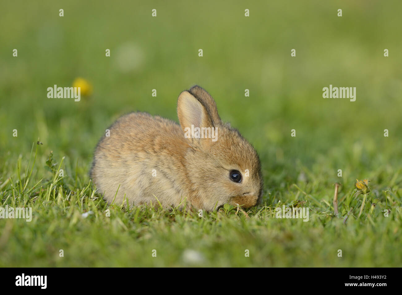 Domestic rabbit, Oryctolagus cuniculus forma domestica, young animal ...