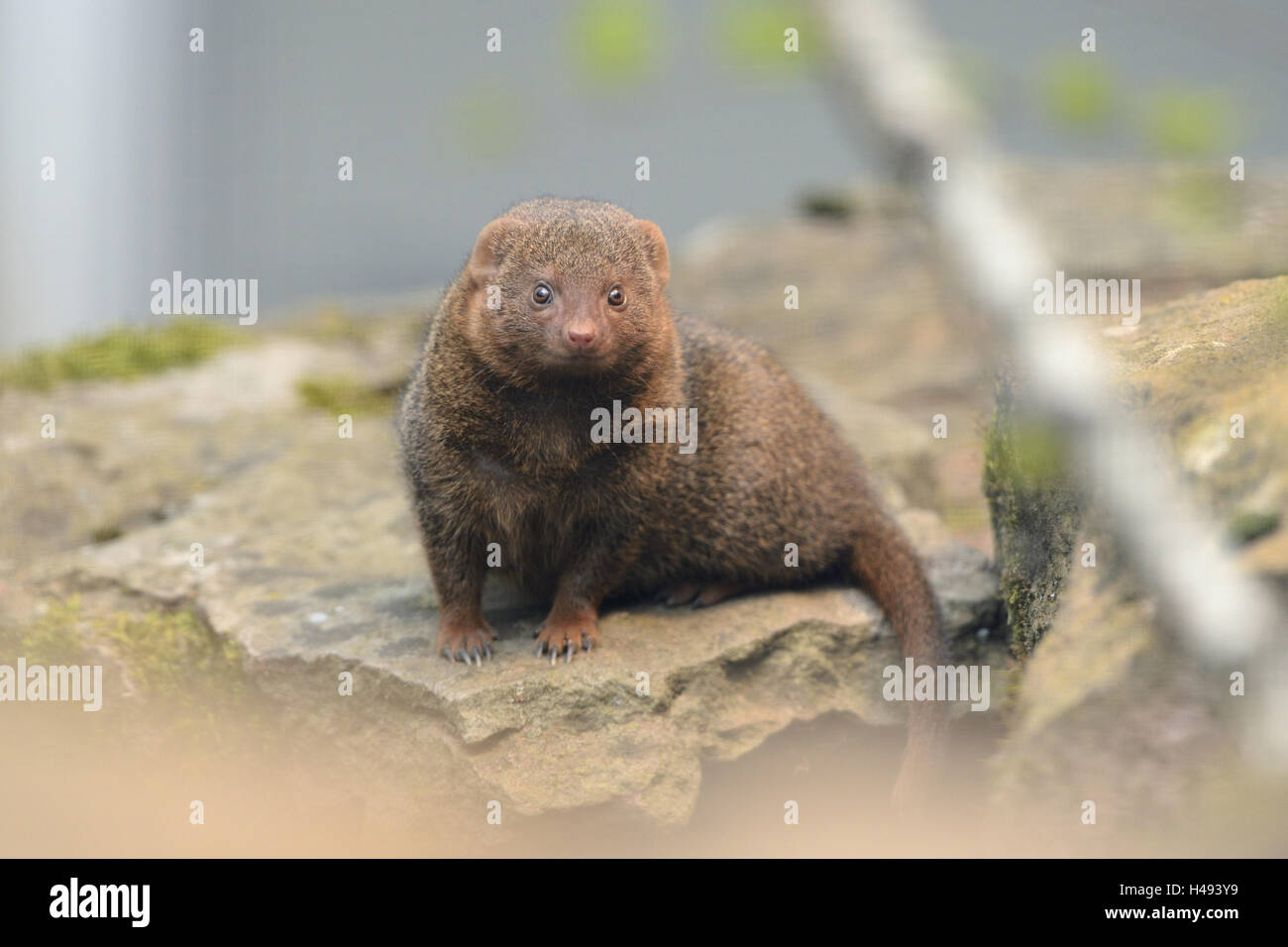 Common dwarf mongoose, Helogale parvula, sitting, looking at camera ...