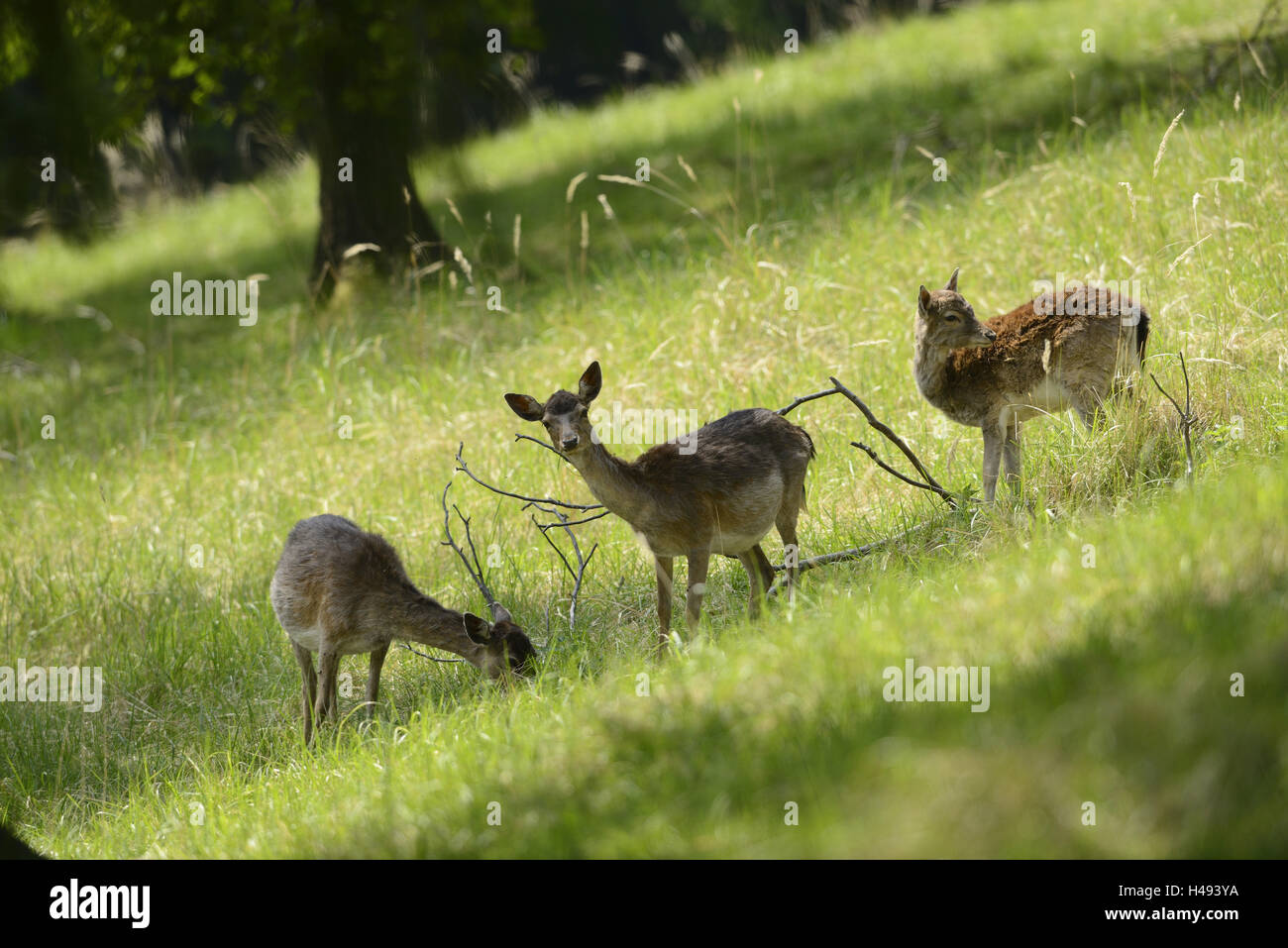 Cervus Dama Dama High Resolution Stock Photography and Images - Alamy