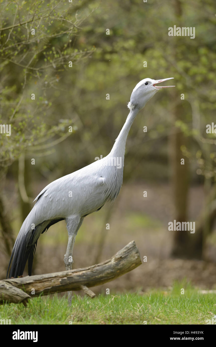 Blue crane, Anthropoides paradiseus, side view, standing Stock Photo ...