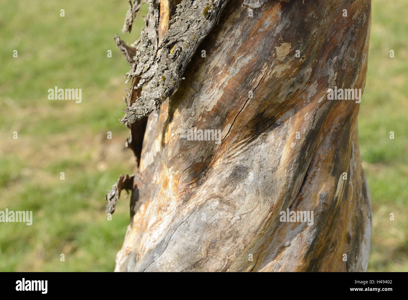 Apple-tree, Malus spec., trunk, strain, cortex Stock Photo - Alamy