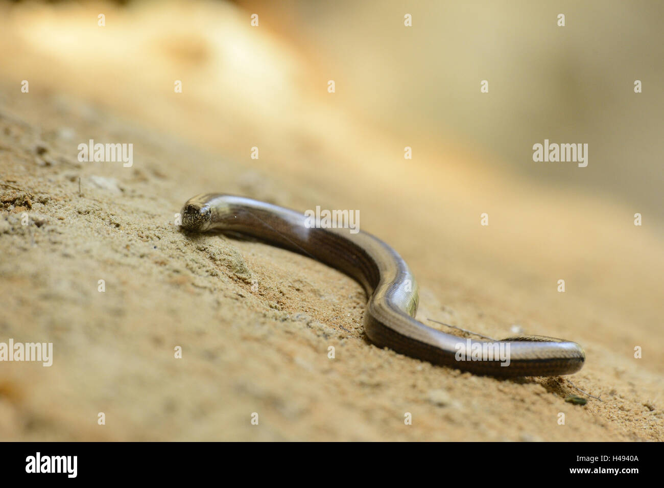 Worm stone hi-res stock photography and images - Alamy