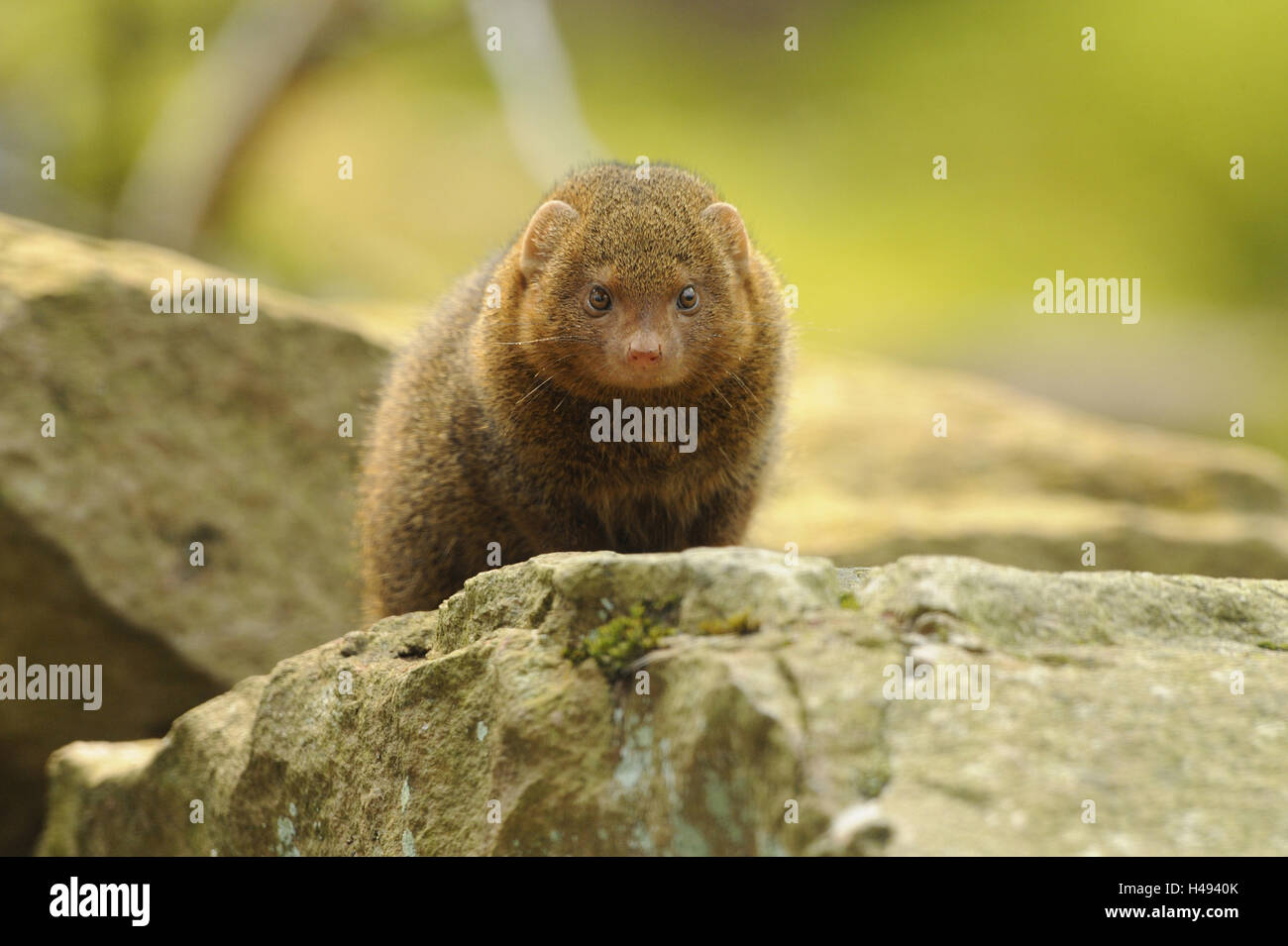Common dwarf mongoose, Helogale parvula, front view, sitting, looking ...
