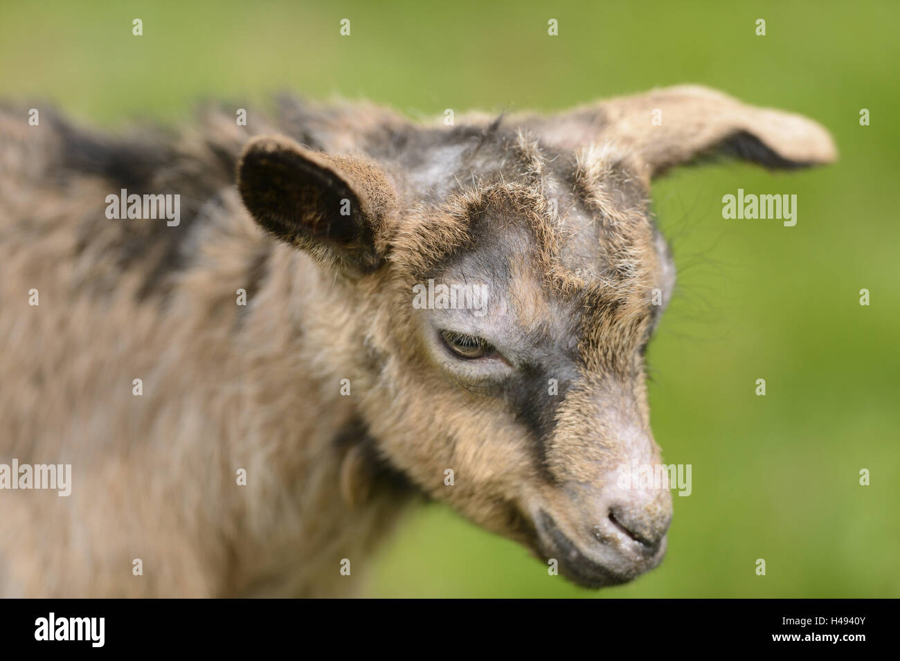House goat, Capra aegagrus hircus, young animal, portrait, at the side ...