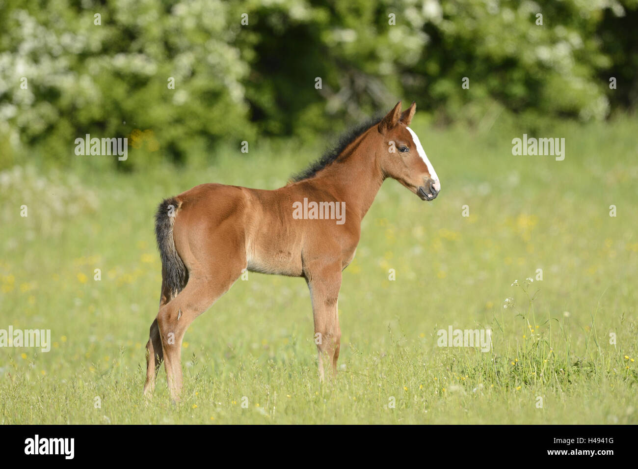 Horse, foal, meadow, side view, standing Stock Photo - Alamy