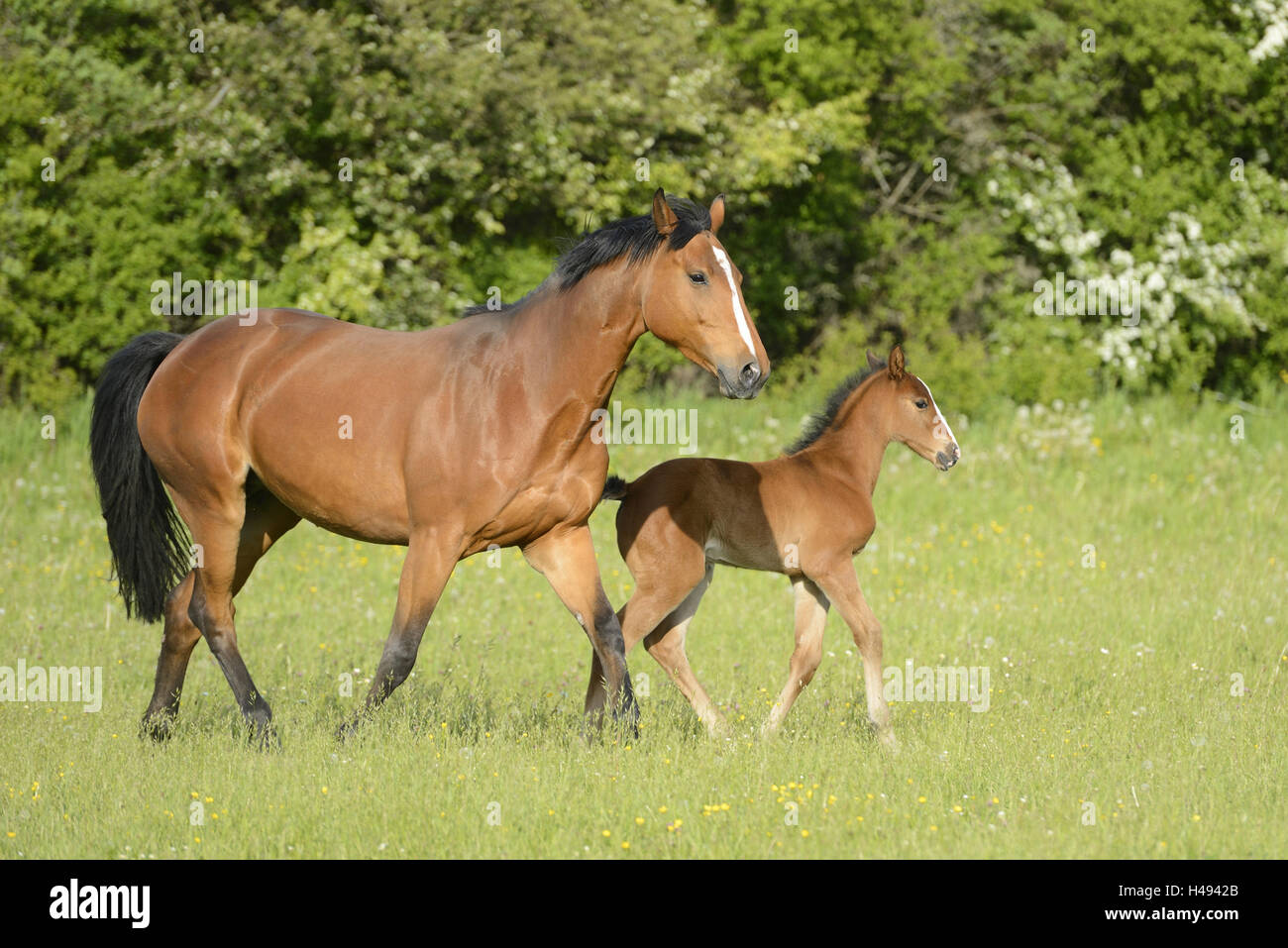 Mare foal run side hi-res stock photography and images - Alamy