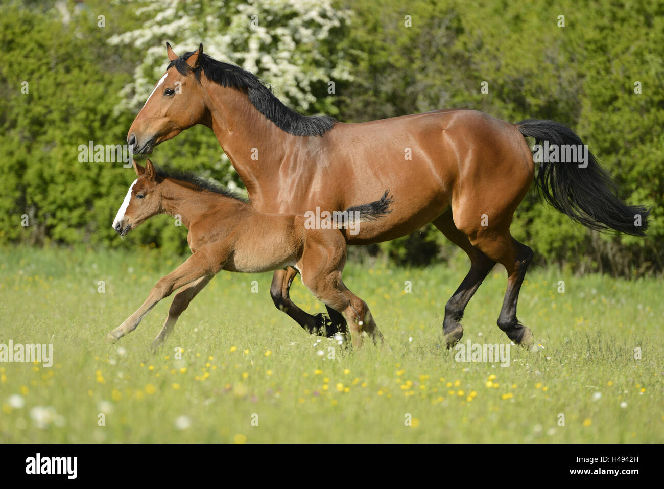 Young horse run hi-res stock photography and images - Alamy