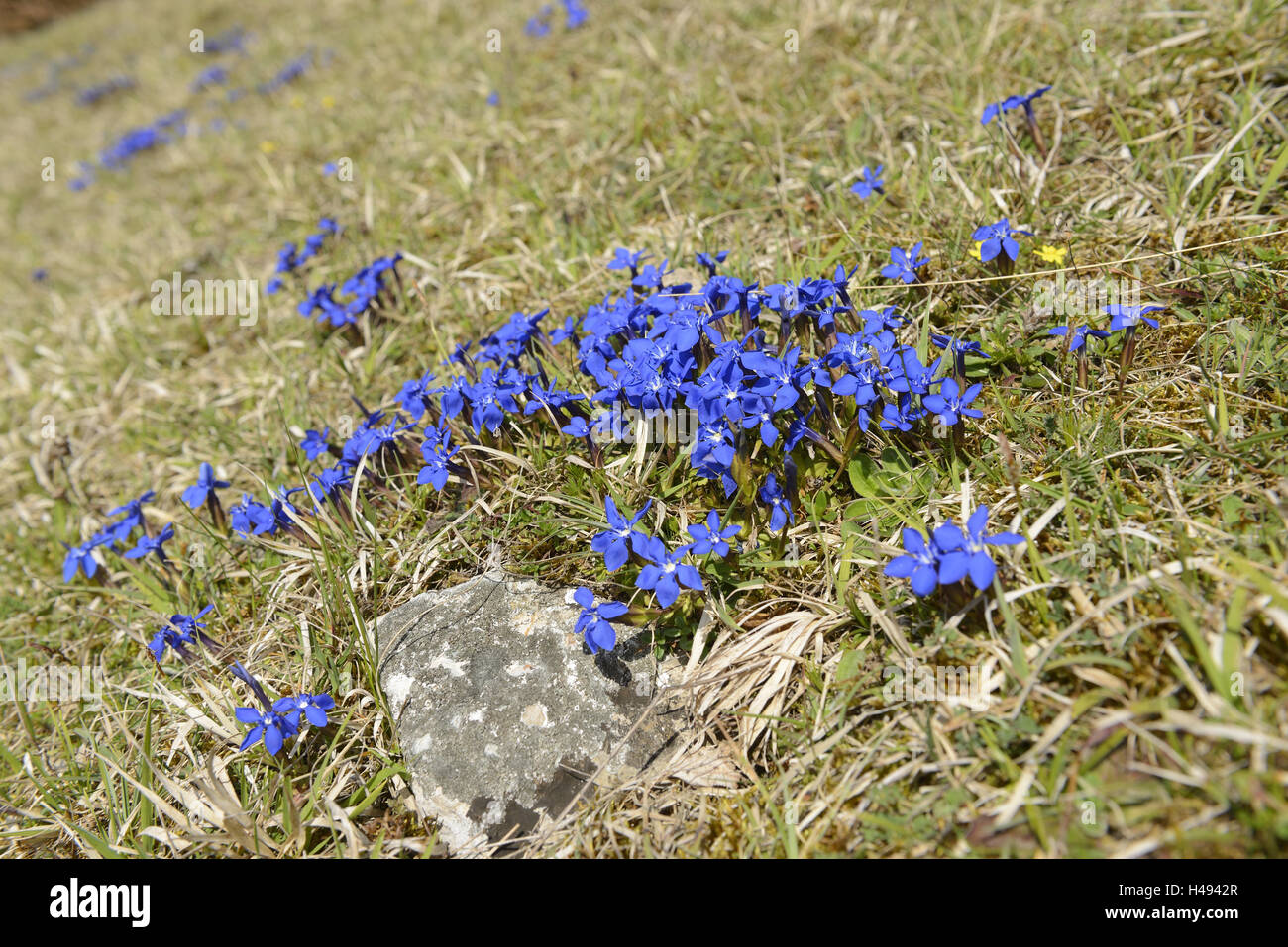 Spring gentian, Gentiana verna, blossom Stock Photo - Alamy