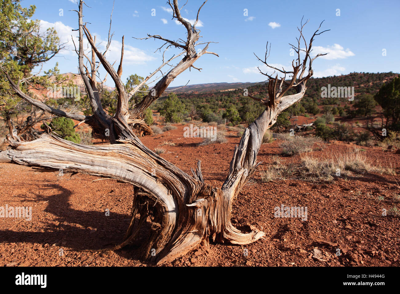 Parched tree hi-res stock photography and images - Alamy