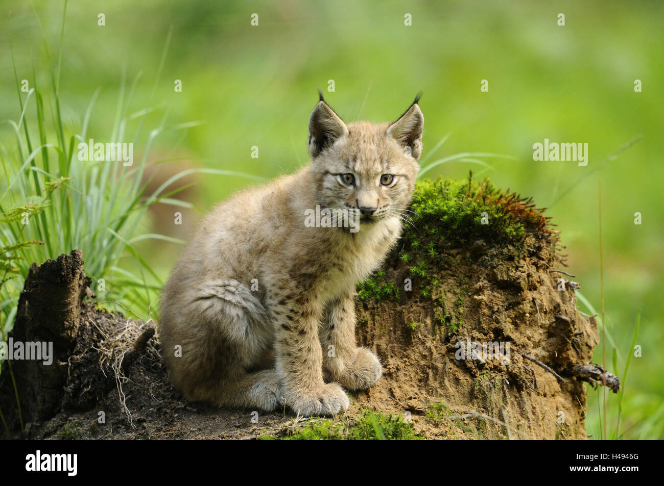 Eurasian lynx, Lynx lynx, young animal, looking at camera Stock Photo ...