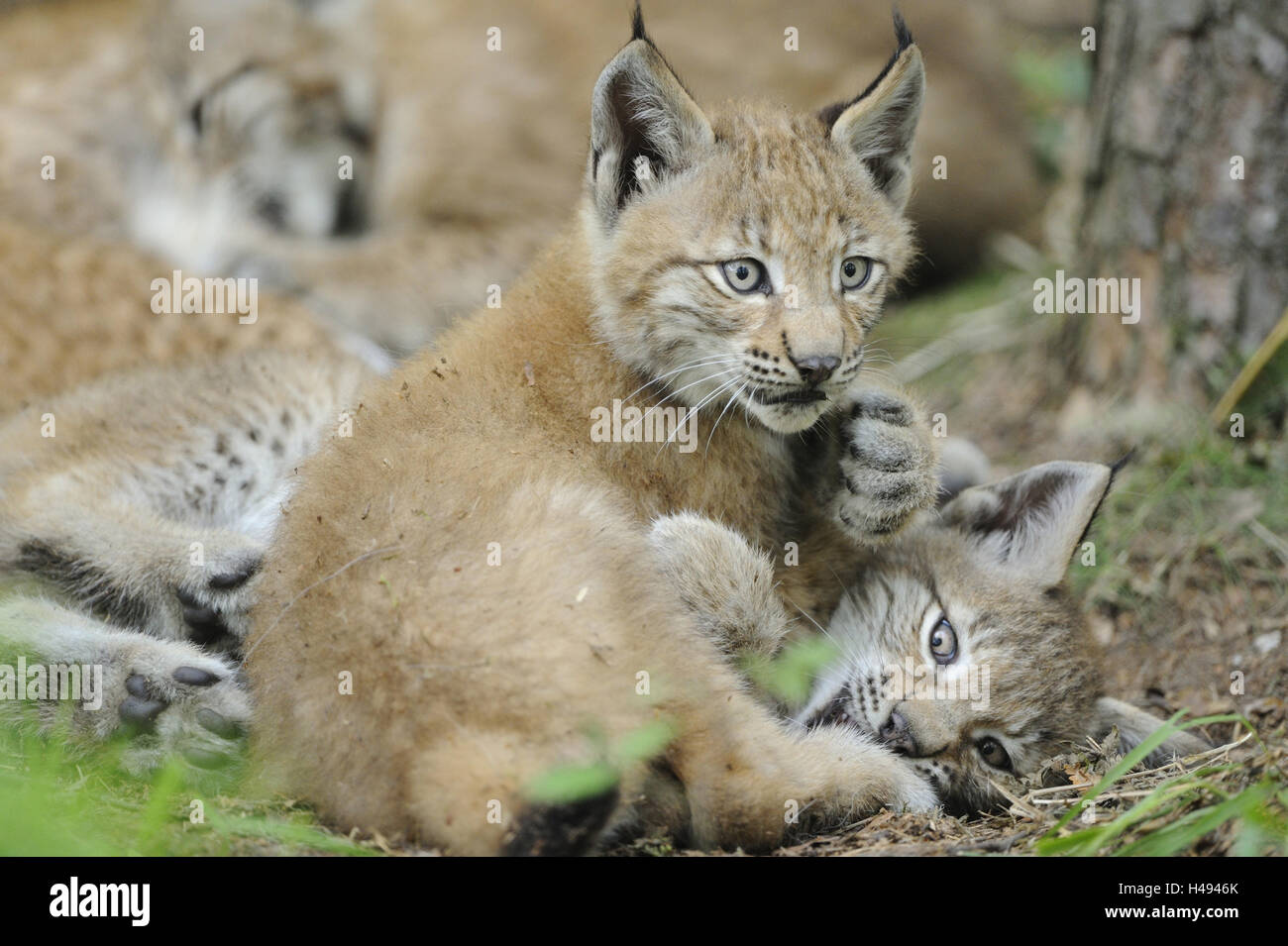 Eurasian lynxes, Lynx lynx, young animals, looking at camera Stock ...
