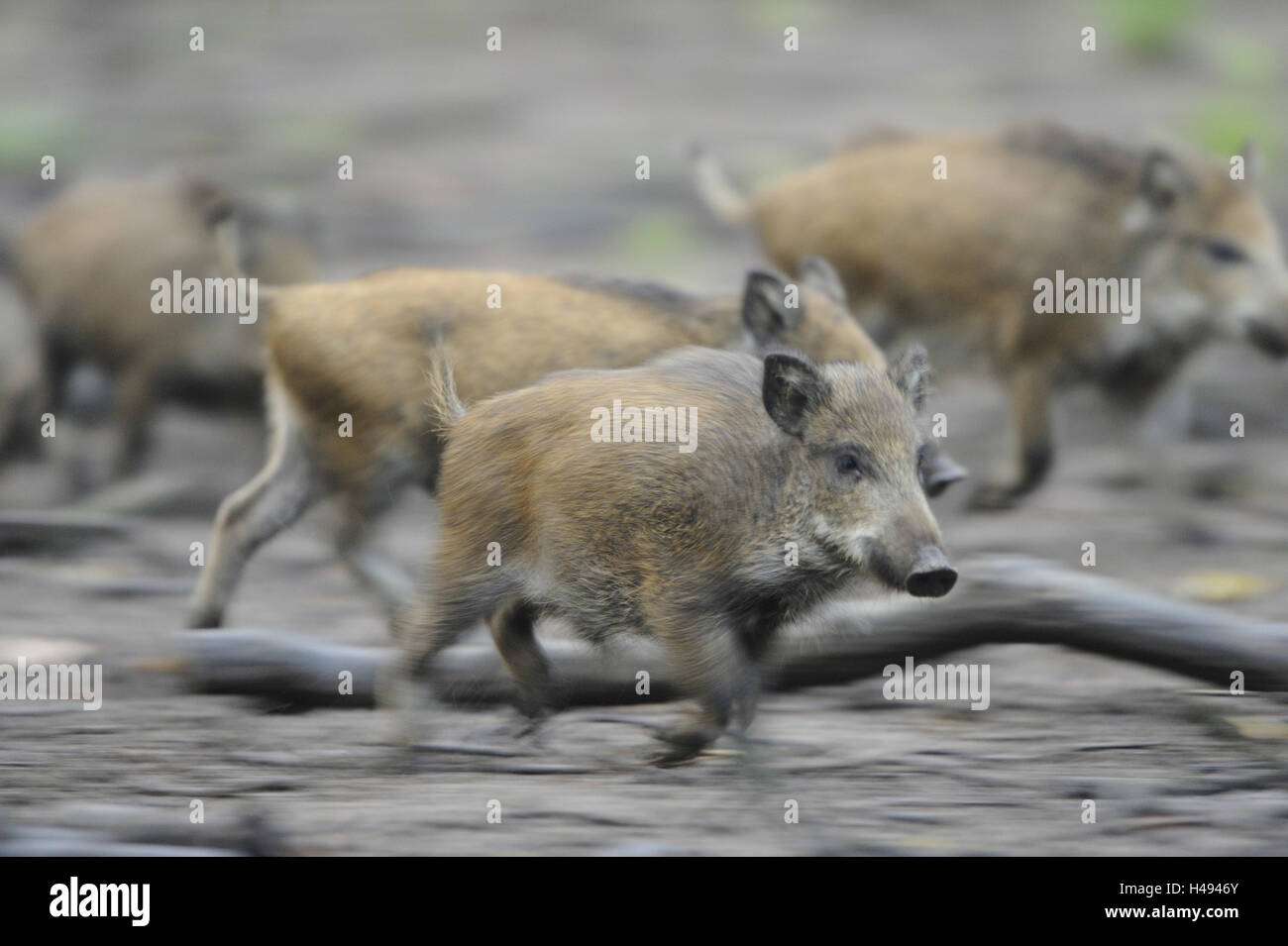 Running wild boars hi-res stock photography and images - Alamy